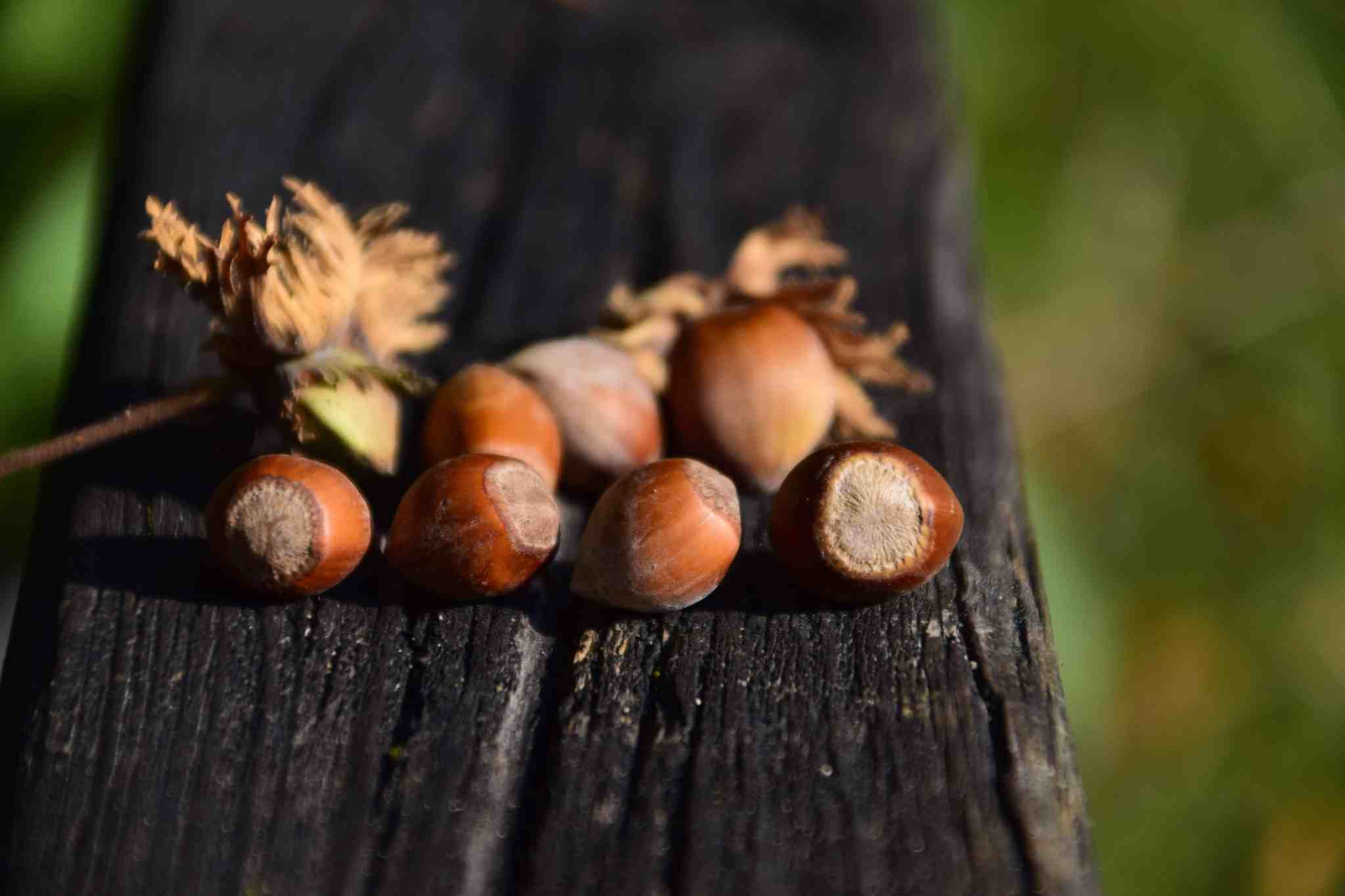 Hope the size of a hazelnut - Messy Jesus Business
